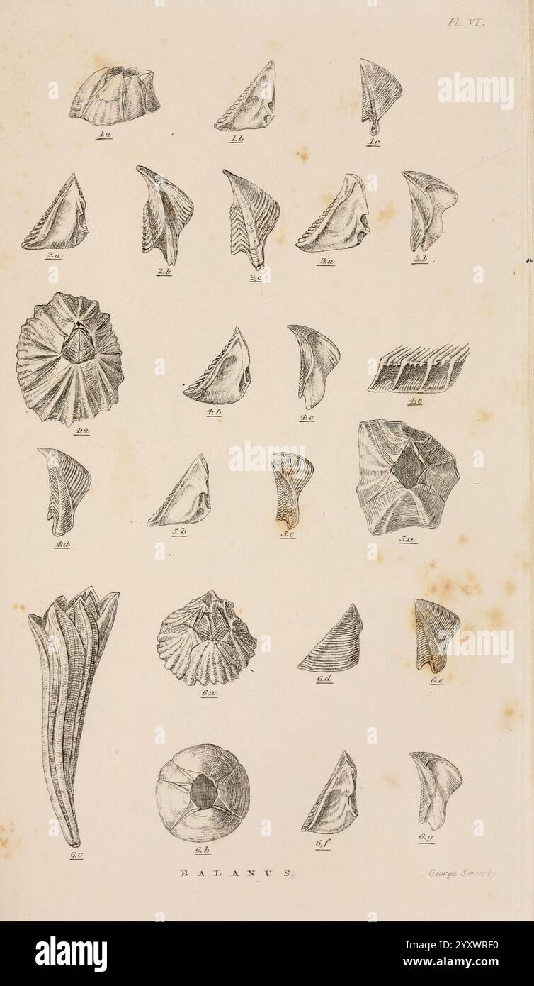 A monograph on the sub-class Cirripedia, London, Ray Society, 1851-54 ...