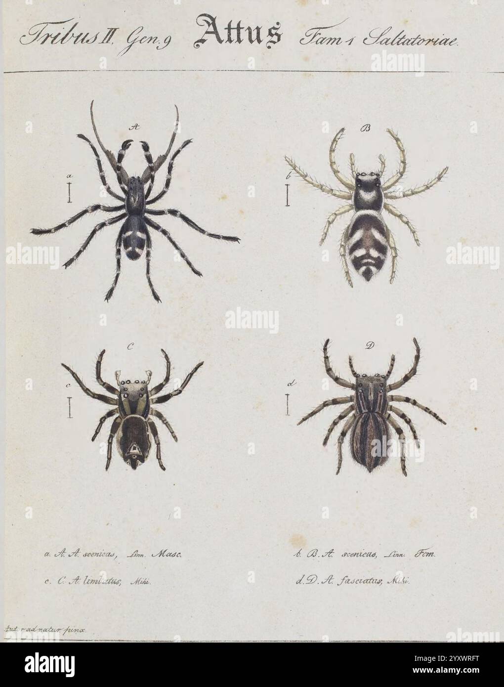 Third specimen displays characteristic markings hi-res stock ...