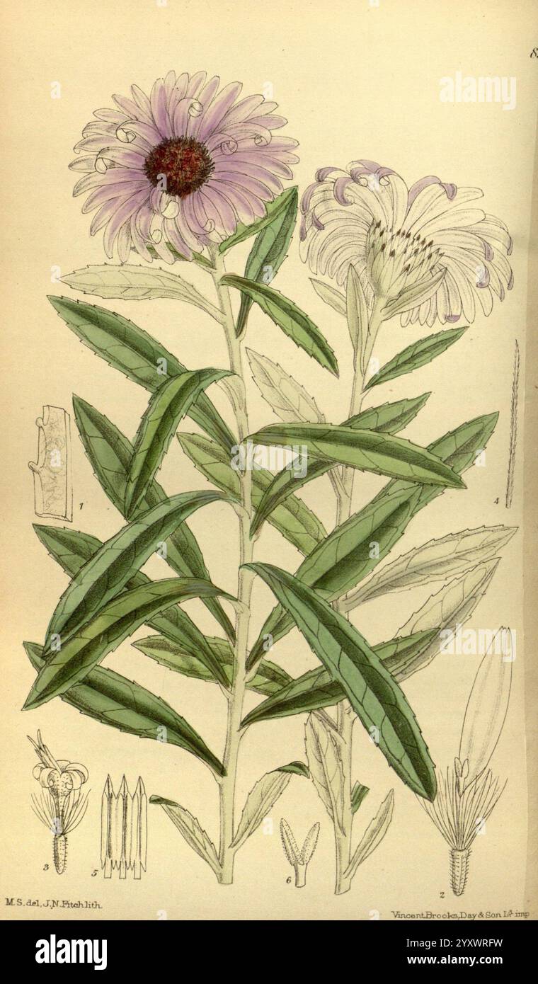 Curtis's Botanical Magazine, London, New York, Botanical Illustration ...