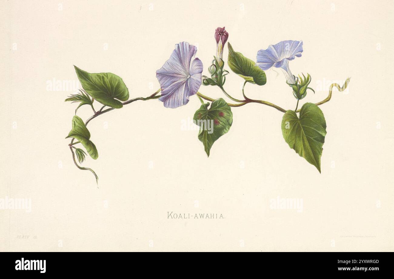 Indigenous, flowers, of, the, Hawaiian, islands, London, Sampson, Low ...