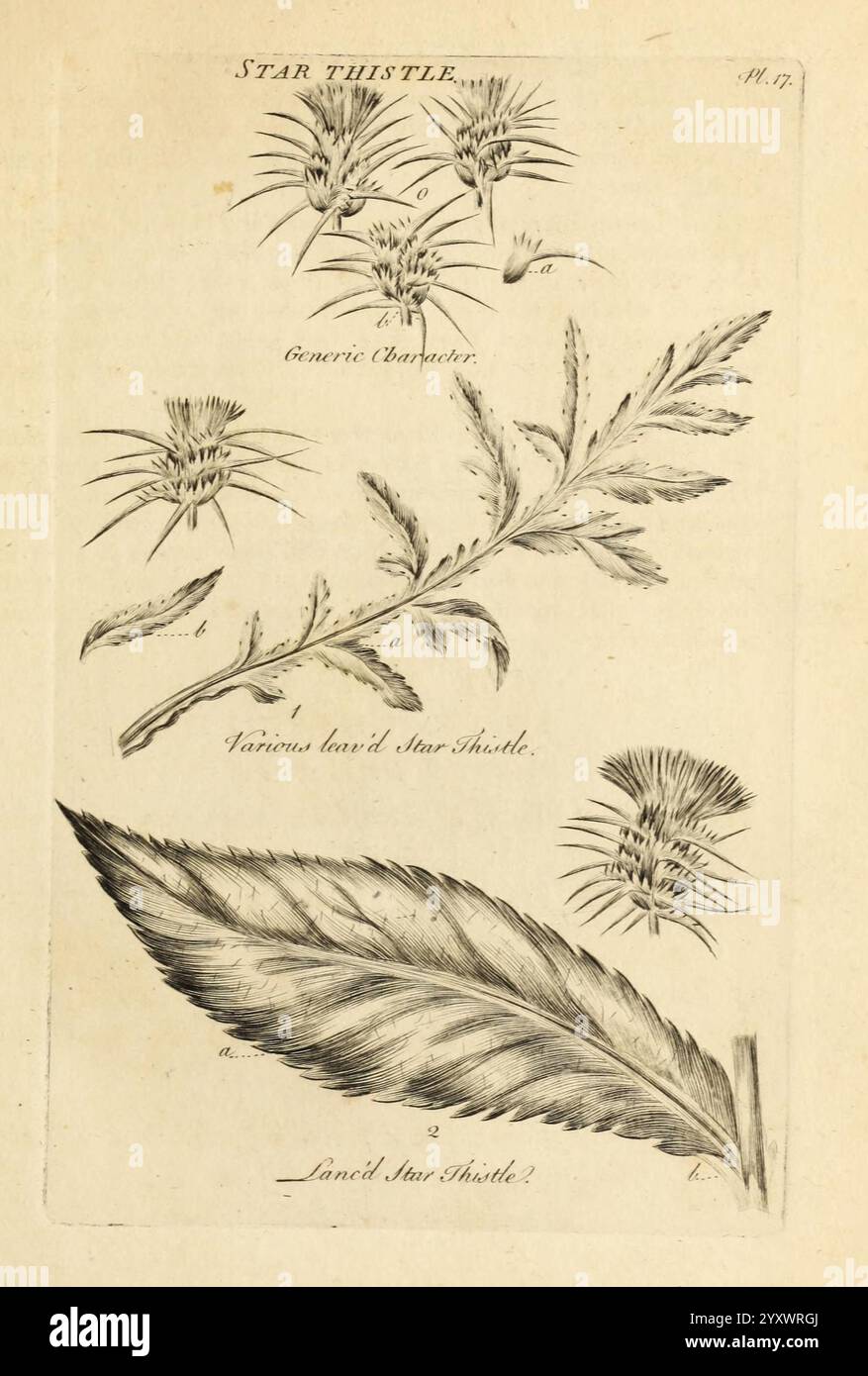 The vegetable system, London, 1759-1763, botany, pictorial works,, This ...