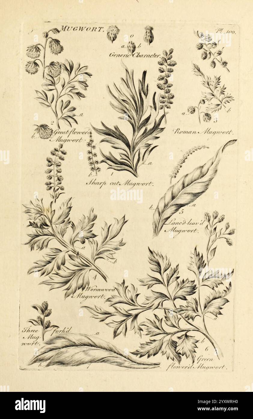 Plants classification within botany hi-res stock photography and images ...