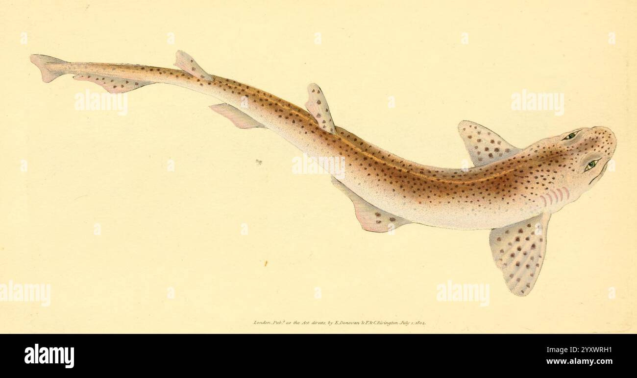 Numerous dark spots hi-res stock photography and images - Alamy