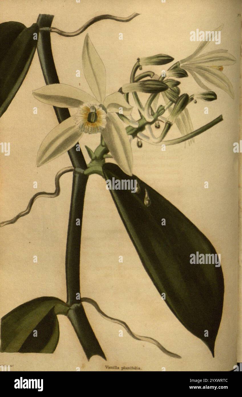 The Botanical Cabinet London, John & Arthur Arch, 1817-1833, This ...
