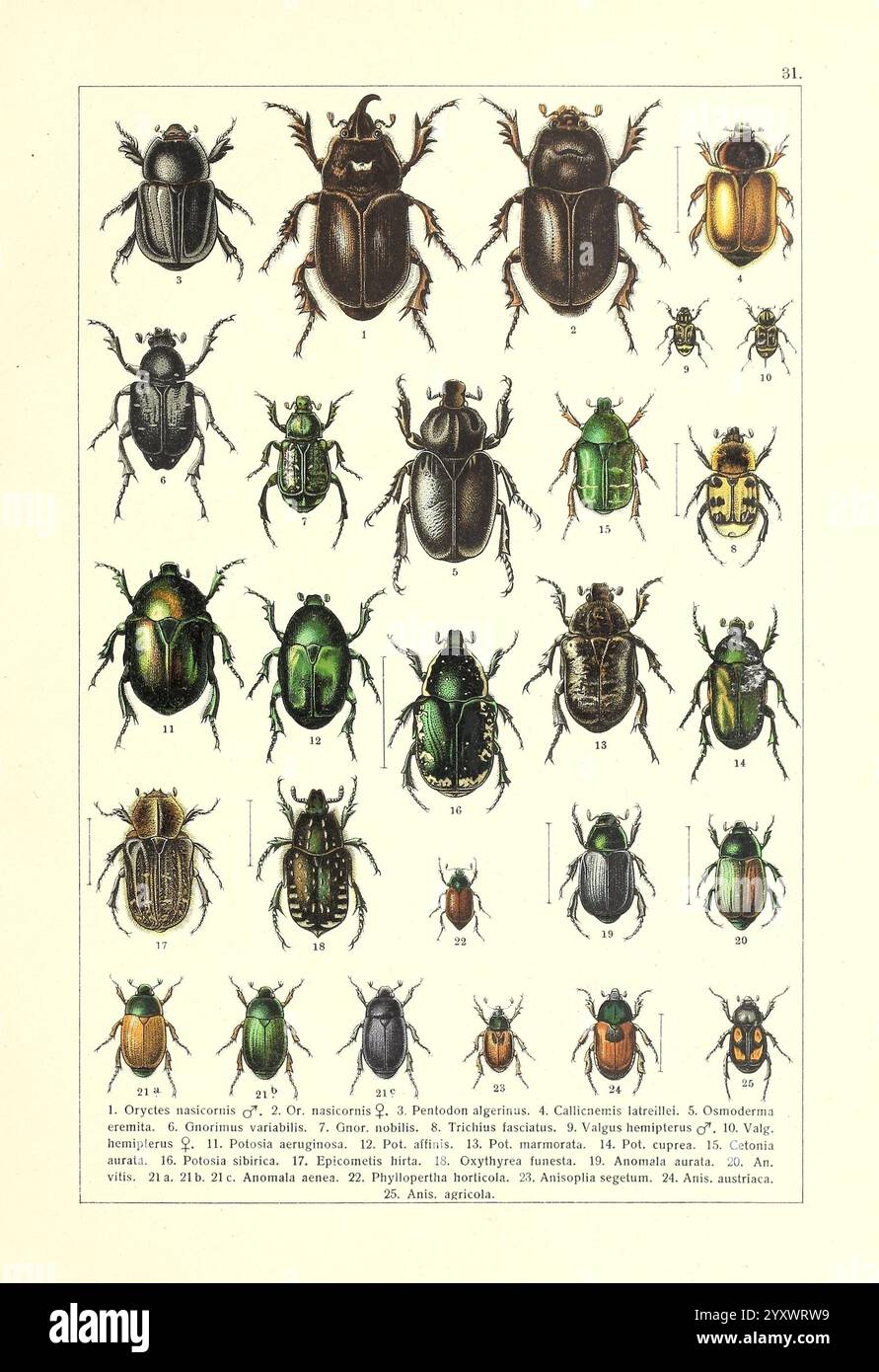 Zhuki Rossii i zapadnoĭ Evropy S.-Peterburg Devrien 1905-1915 Beetles ...