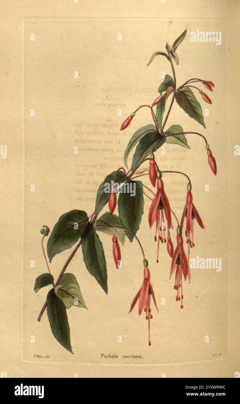 Fuchsia recta hi-res stock photography and images - Alamy