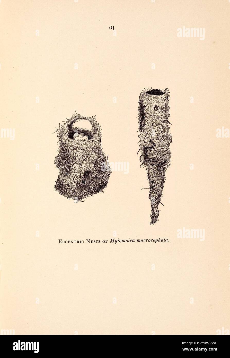 Detailed illustration showcases two architectural structures hi-res ...