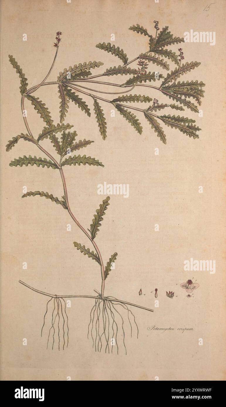 Flora Londinensis, or Plates and descriptions of such plants as grow ...