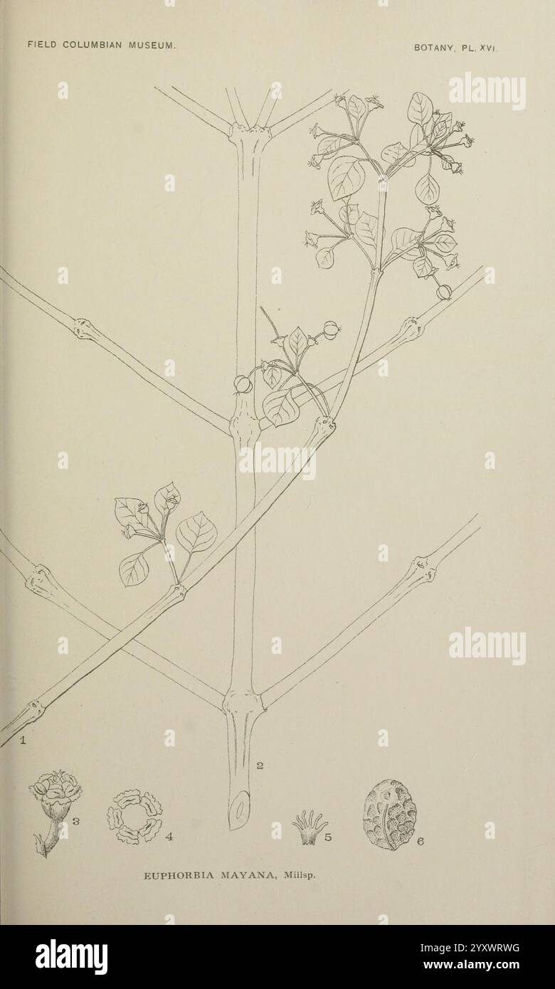 Publication, Chicago, Field Columbian Museum, 1895-1909, America ...