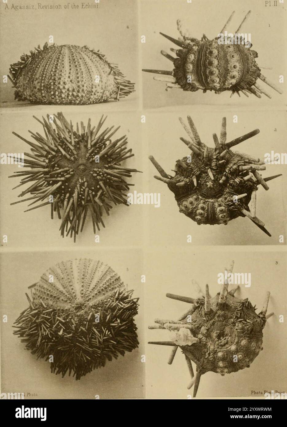 Revision of the Echini Cambridge, Mass, University Press, 1872-1874 ...