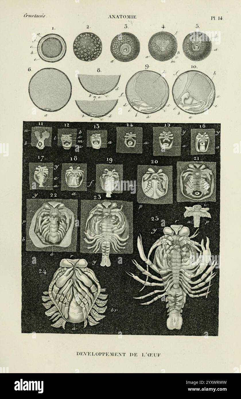 Various stages of embryonic development in different species hi-res ...