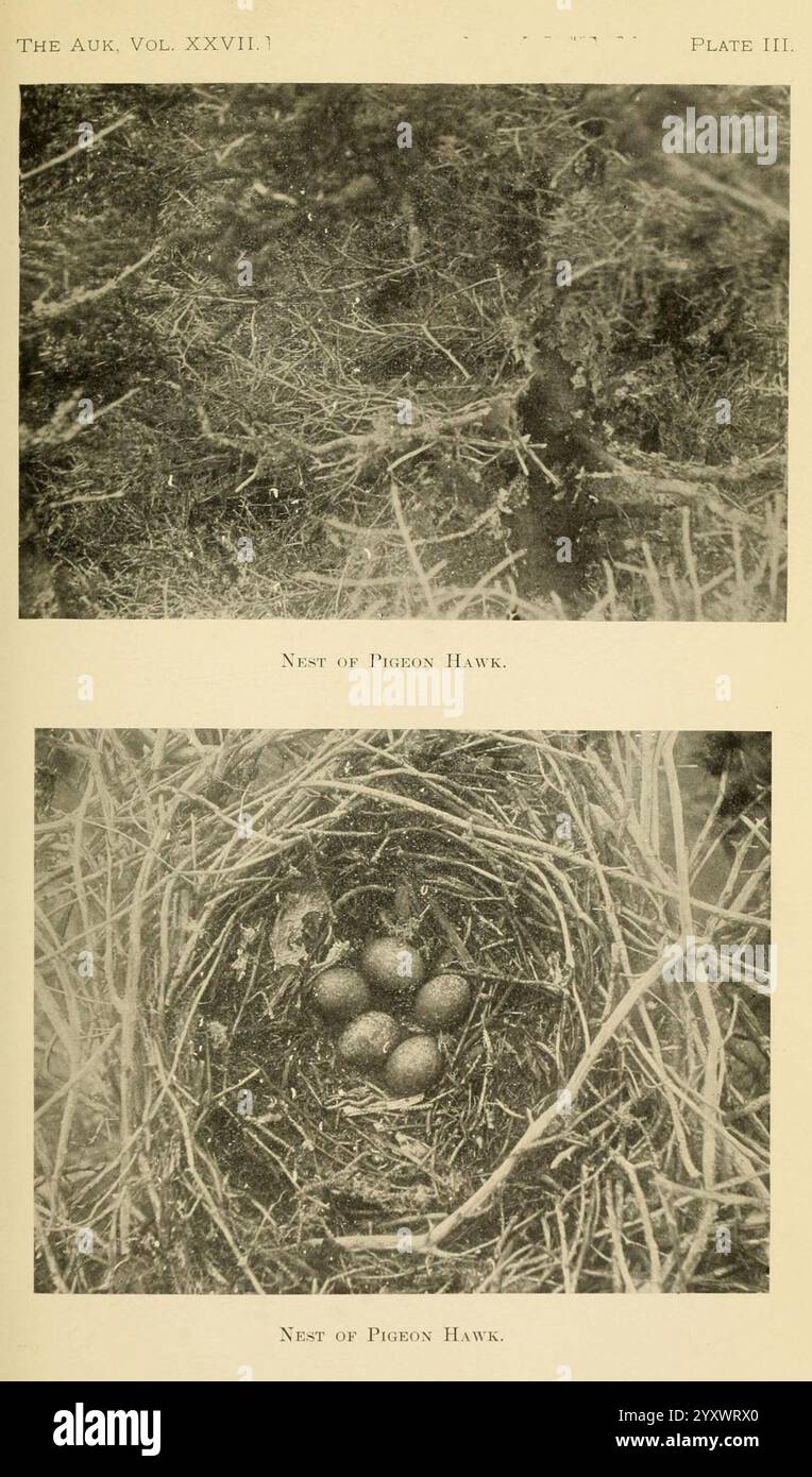 Hawks reproductive cycle hi-res stock photography and images - Alamy