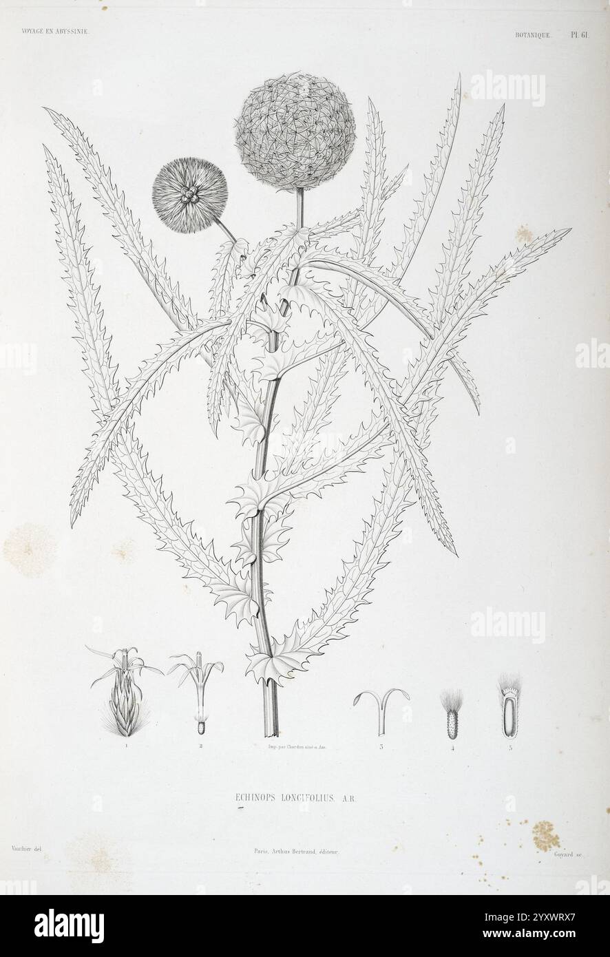 Densely packed florets creates hi-res stock photography and images - Alamy