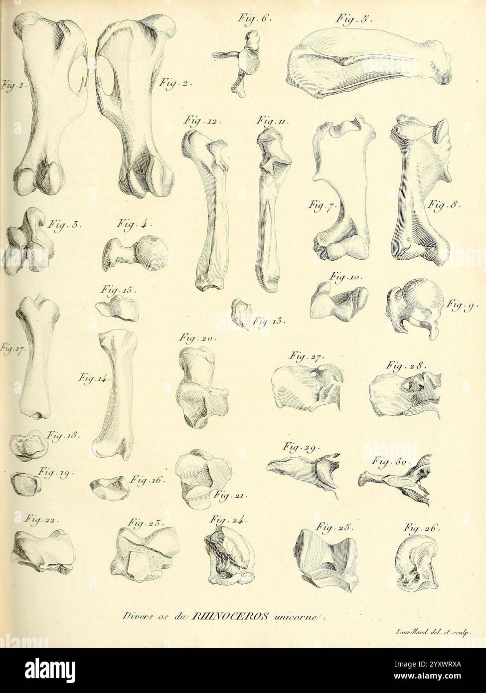 Rhinoceros skeletal morphology hi-res stock photography and images - Alamy