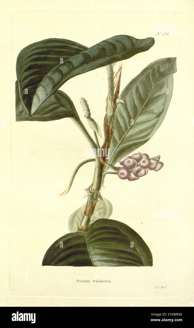 Central bloom features rich hi-res stock photography and images - Alamy