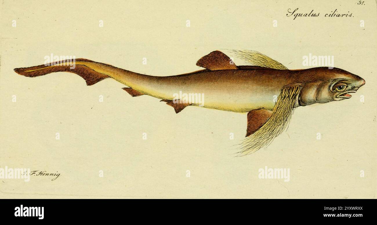 1801 fish shark ichthyology sharks hi-res stock photography and images ...