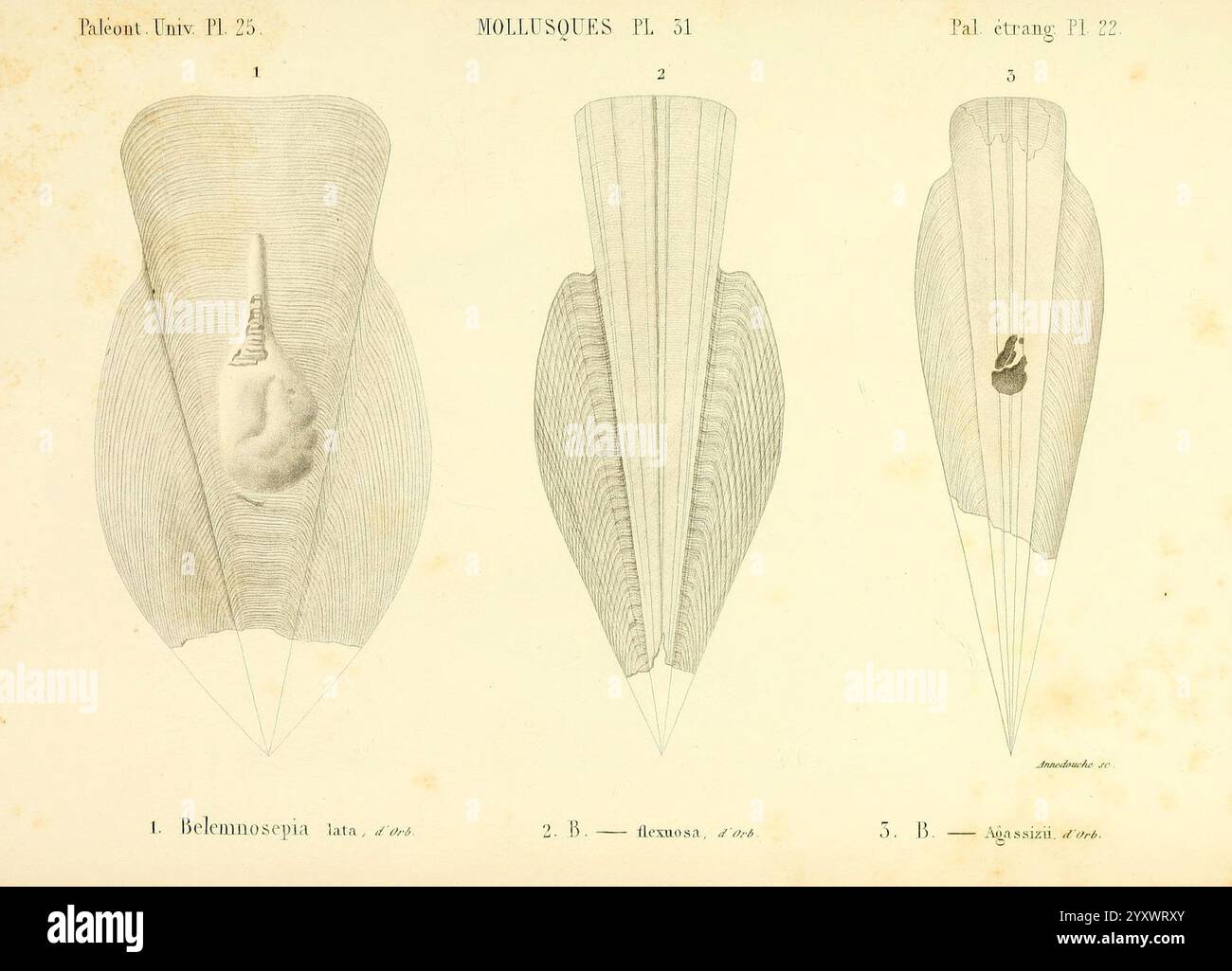 Another shell labeled hi-res stock photography and images - Alamy