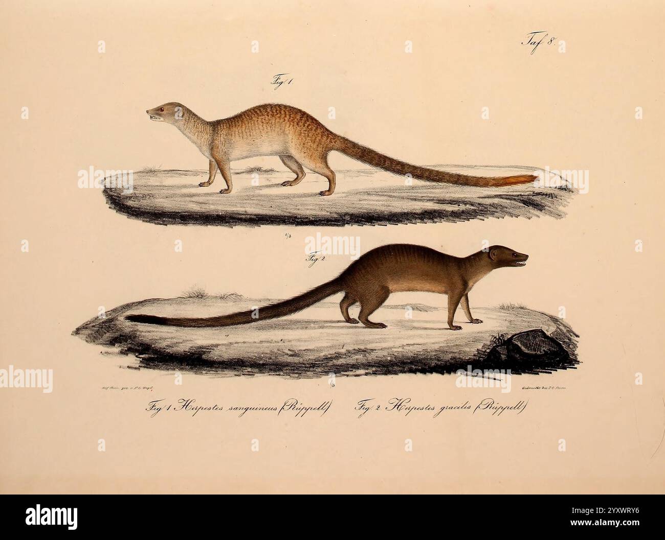 Illustration showcases two distinct mammals hi-res stock photography ...