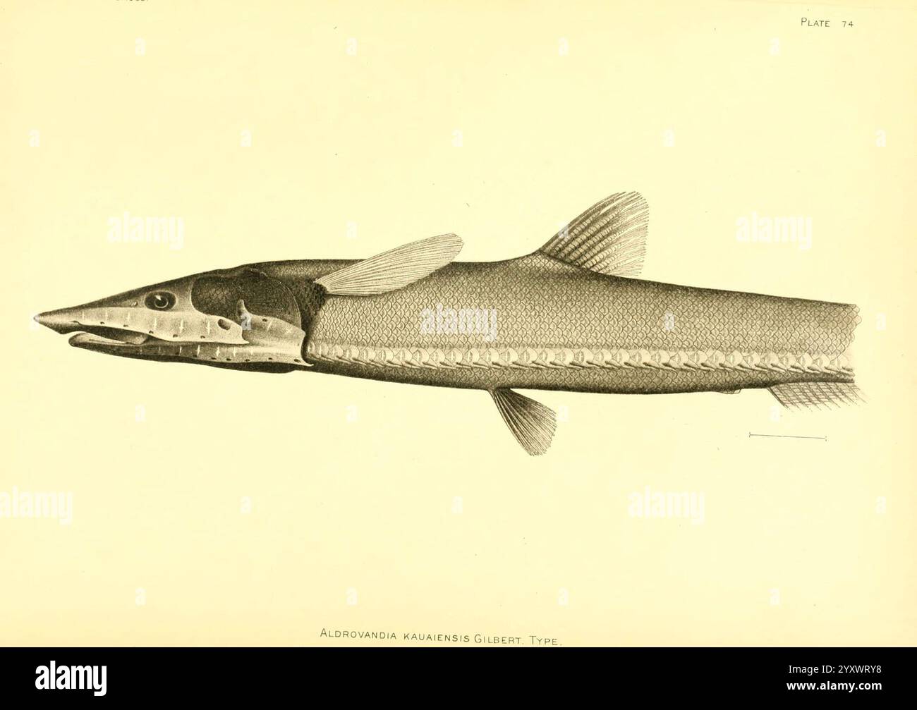 The deep-sea fishes of the Hawaiian Islands Washington, Govt. Print ...