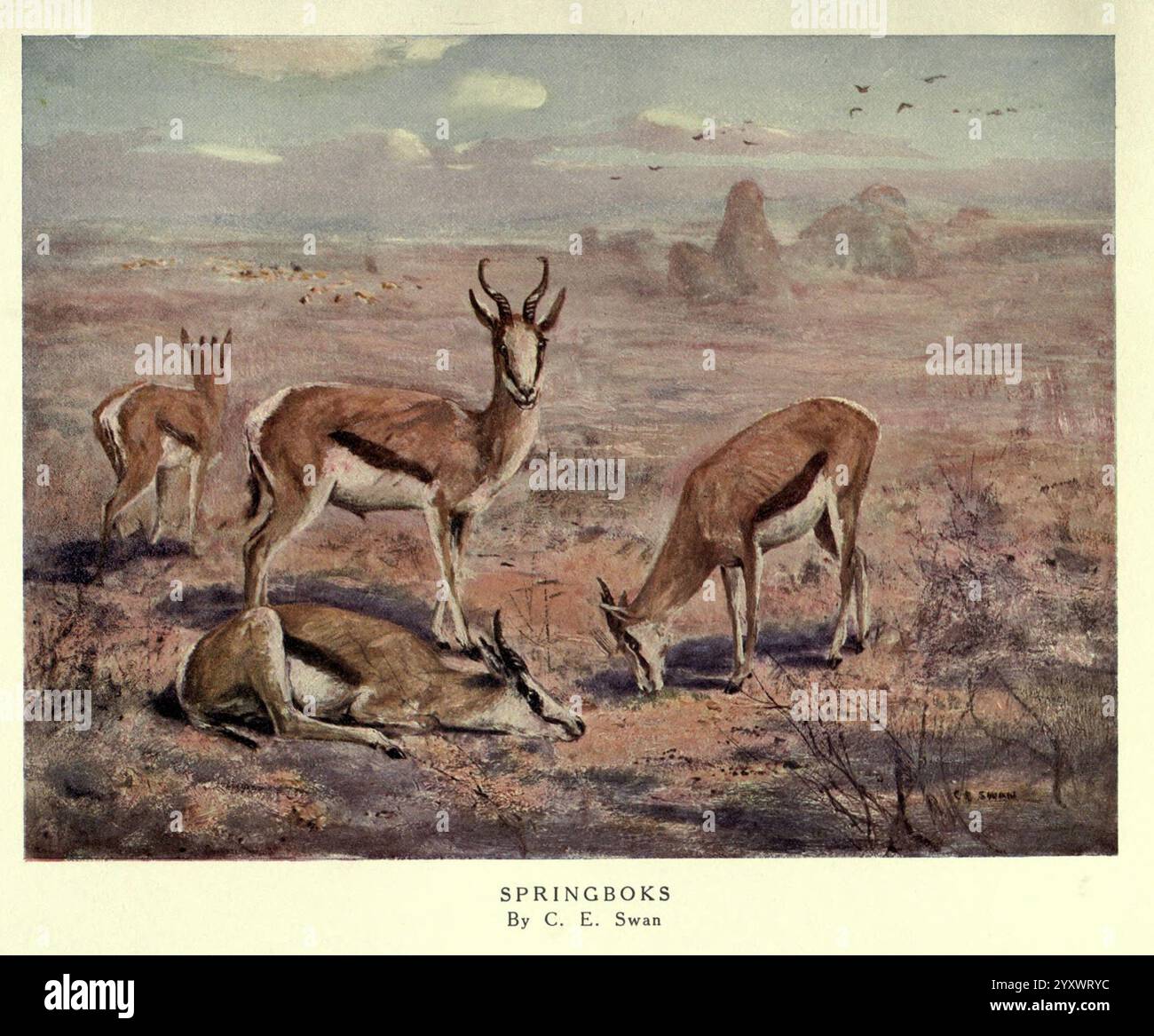 The wild beasts of the world, London, [1909?], springbok, zoology ...