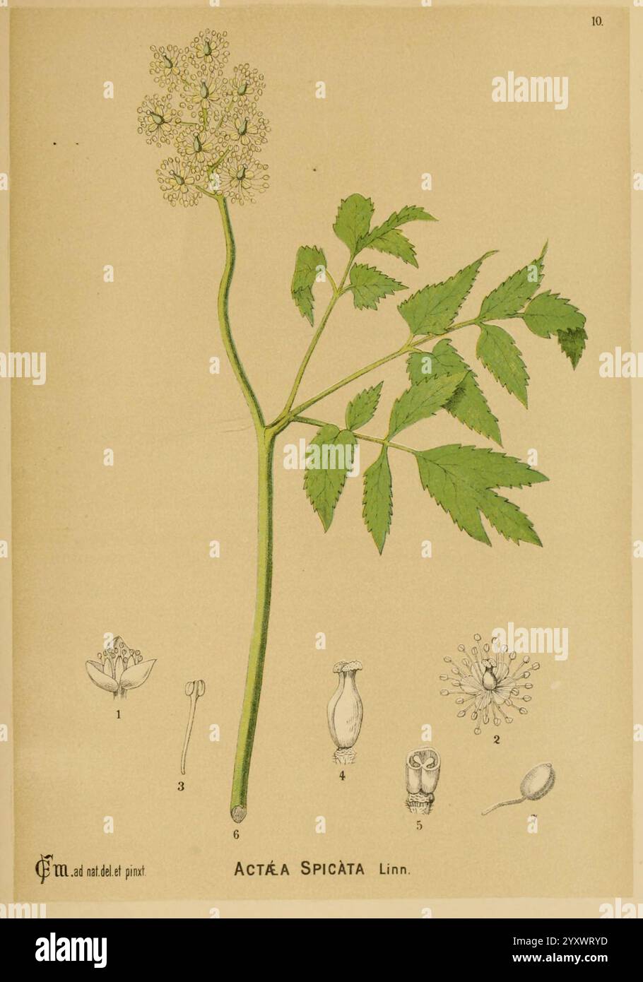 American, medicinal, plants, New York, Boericke & Tafel, c1887, botany ...