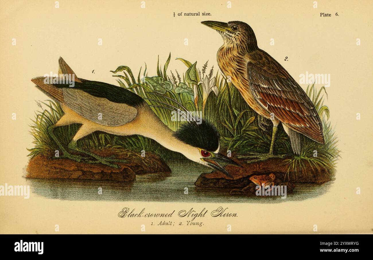 Different bird resembles hi-res stock photography and images - Alamy