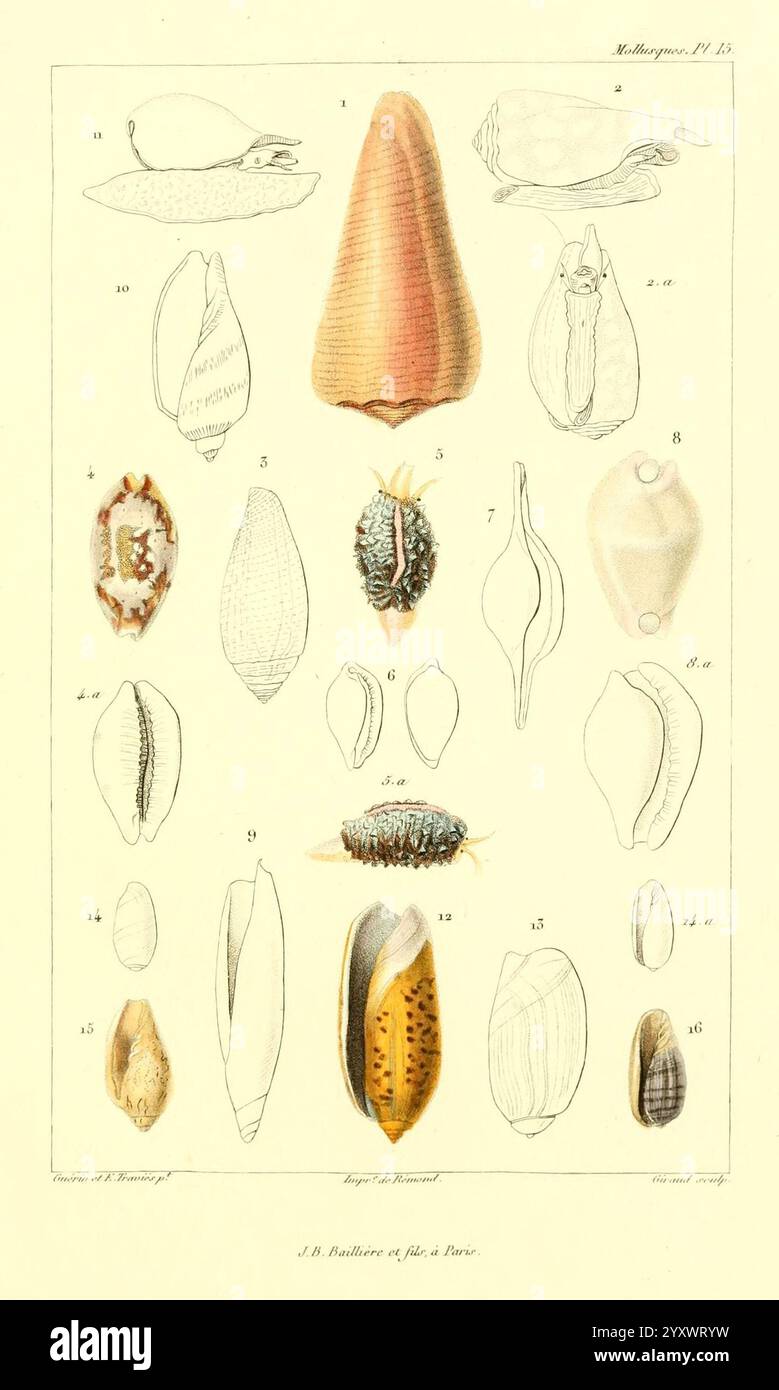 Conical shells alongside rounded hi-res stock photography and images ...