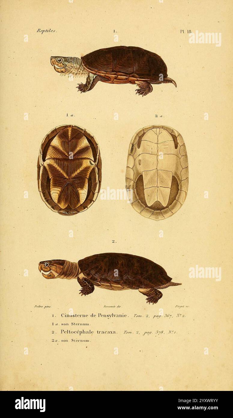 Turtles shell structure hi-res stock photography and images - Alamy