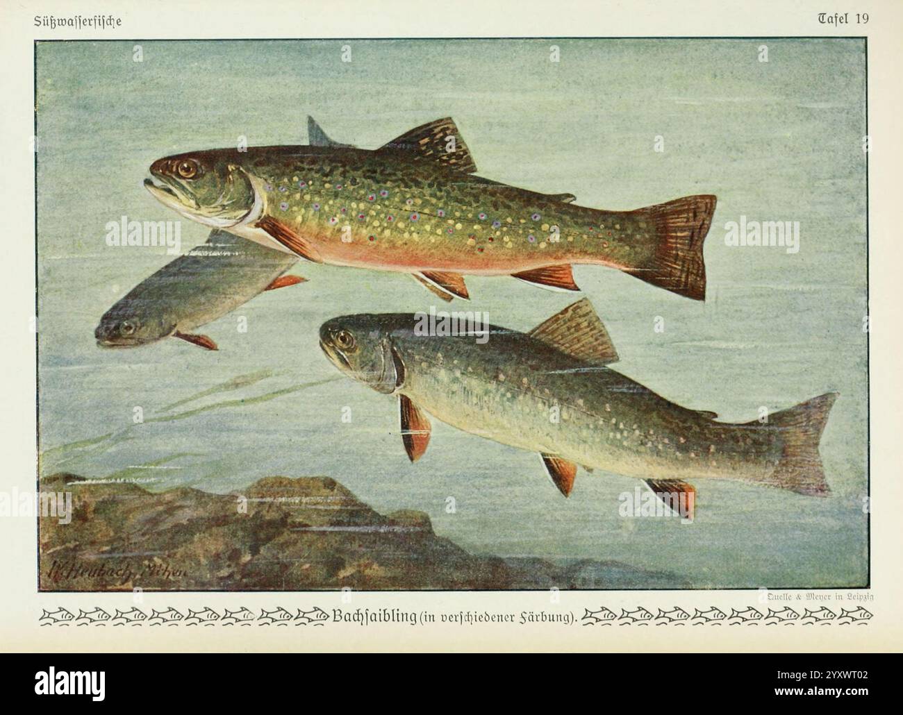 Unsere SuÌ, 6Ã8wasserfische Leipzig, Quelle & Meyer, 1913, 59743 ...