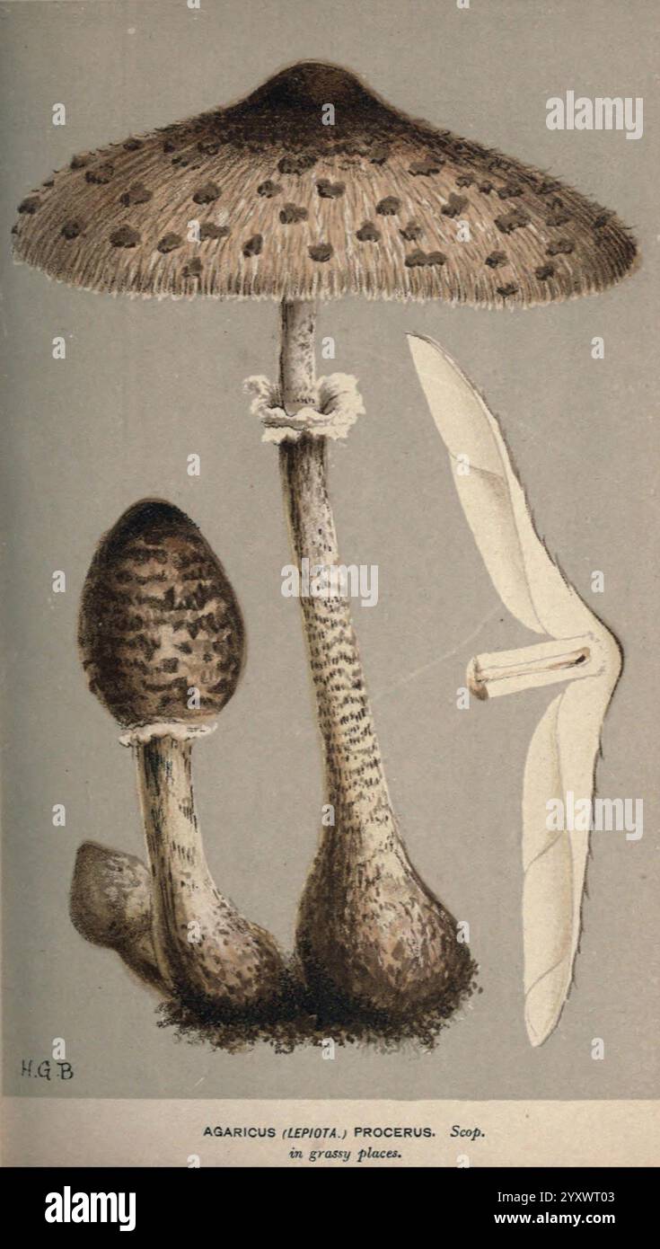 Variations within mushroom species hi-res stock photography and images ...