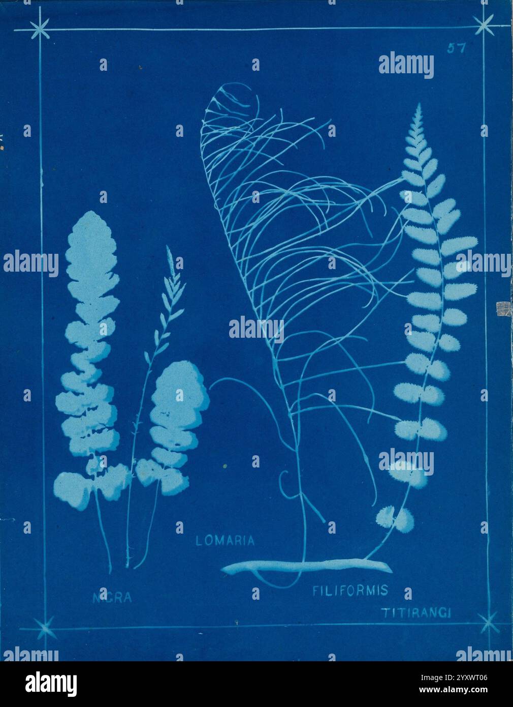 Slender fern labeled hi-res stock photography and images - Alamy