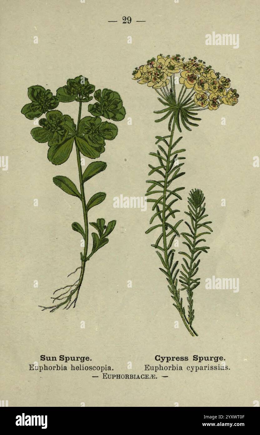 Descriptive labels identify hi-res stock photography and images - Alamy