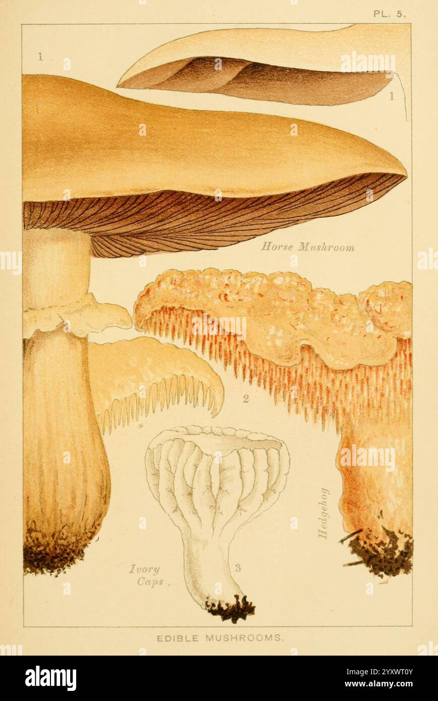 Edible and poisonous mushrooms: London, Society for Promoting Christian ...