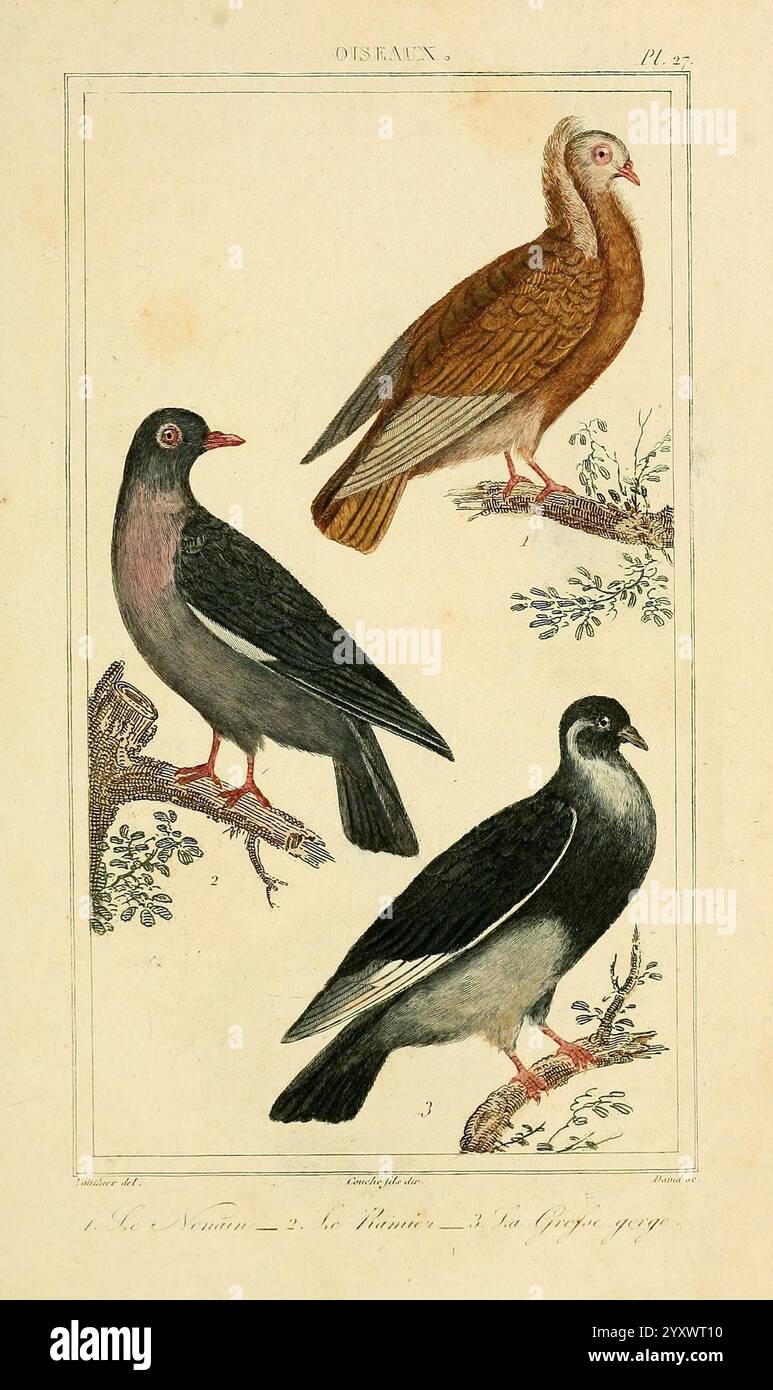 Distinctive features completes hi-res stock photography and images - Alamy