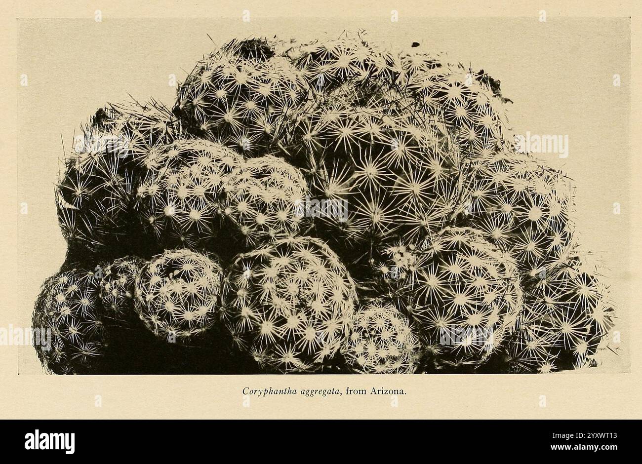 The Cactaceae, Washington, Carnegie Institution of Washington, 1919 ...