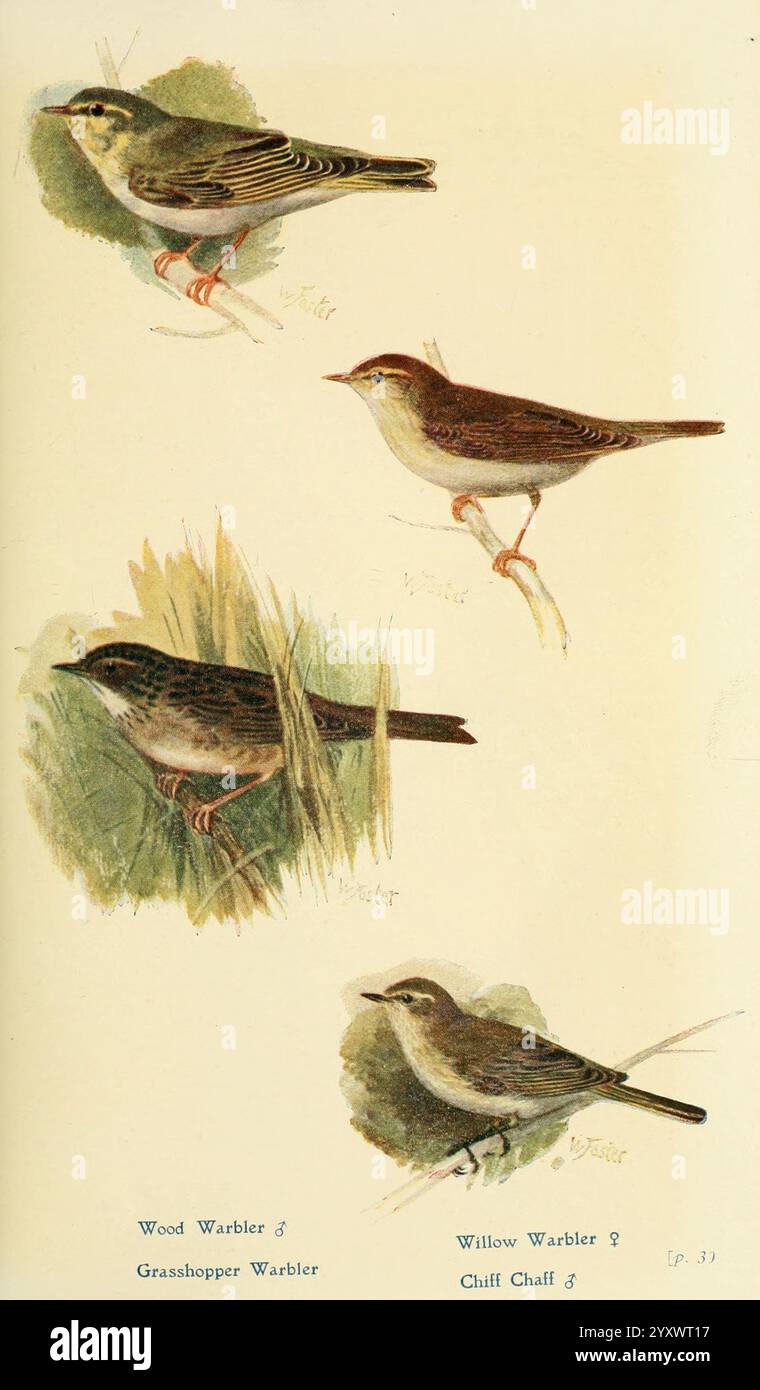 Yellow warbler in flight hi-res stock photography and images - Alamy