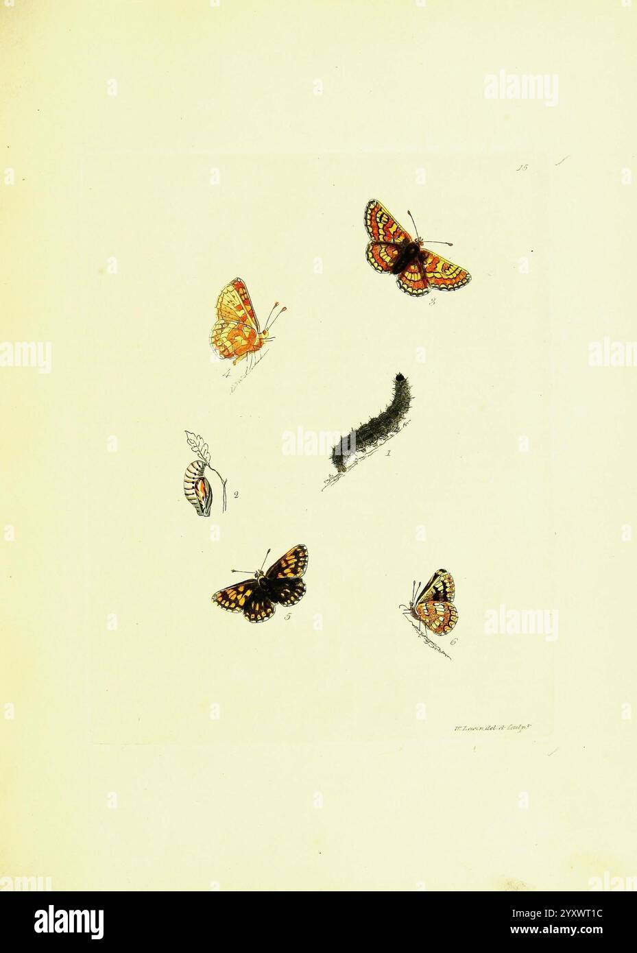 Fascinating life stages of butterflies hi-res stock photography and ...