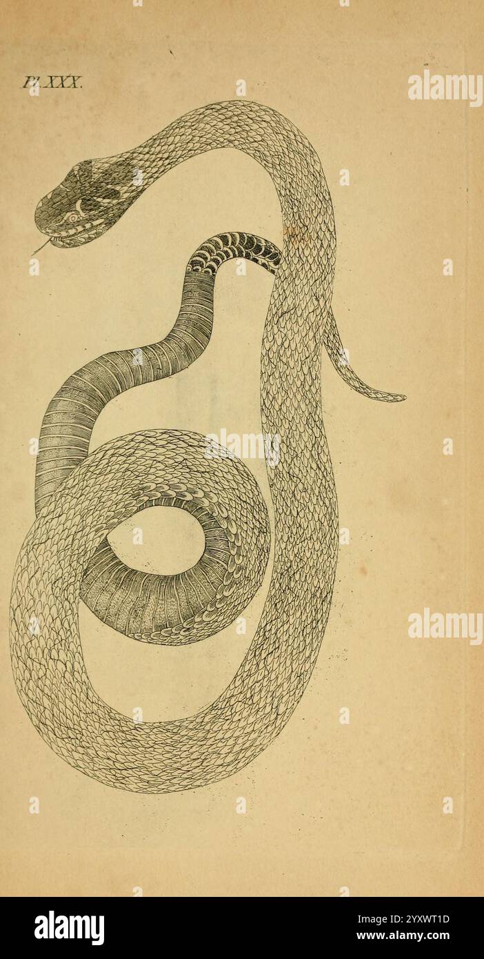 Snakes spiral texture hi-res stock photography and images - Alamy