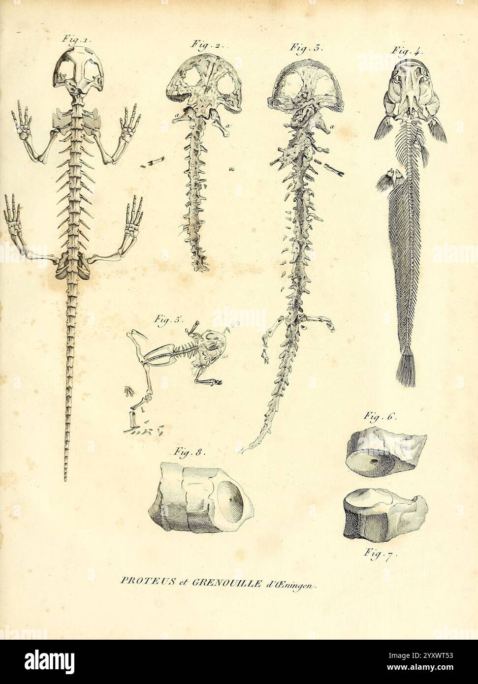 Recherches sur les ossemens fossiles de quadrupèdes Paris Deterville ...