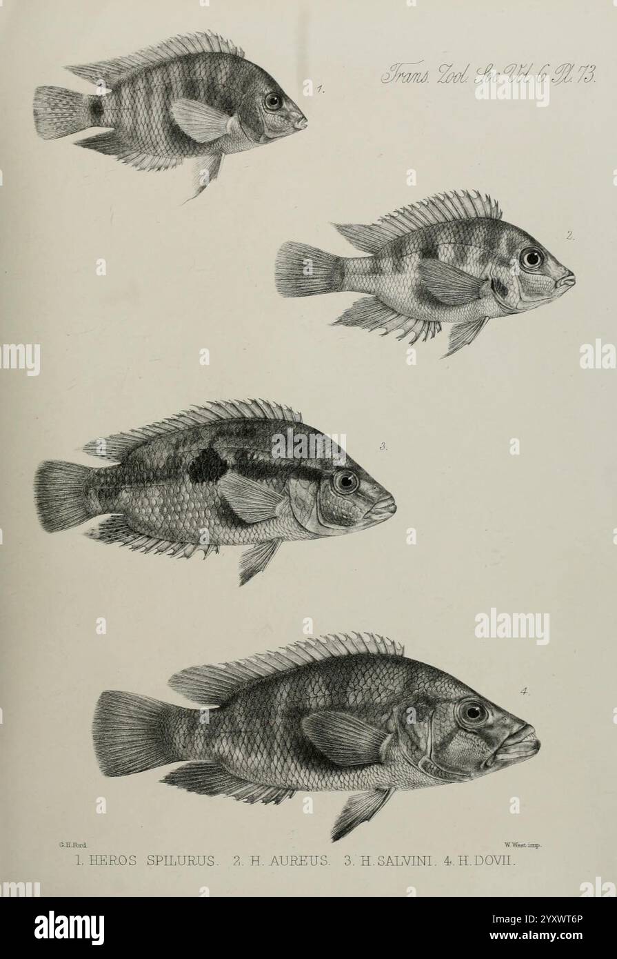Transactions, of, the, Zoological, Society, of, London, London ...