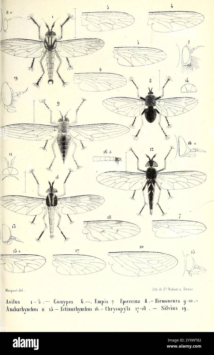 Diptères Exotiques Nouveaux Peu Connus Paris Roret 1838-1843 Diptera ...