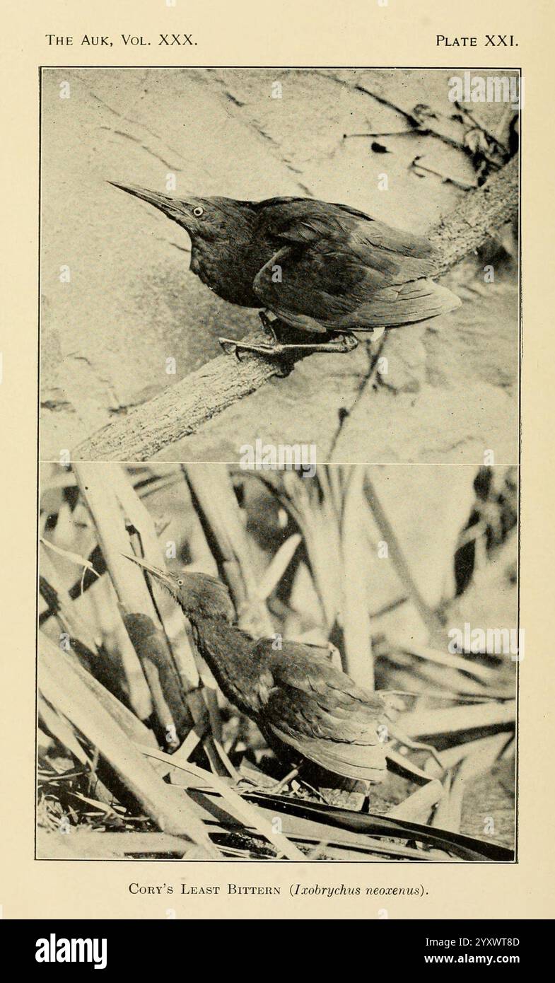 Illustration features two depictions hi-res stock photography and ...