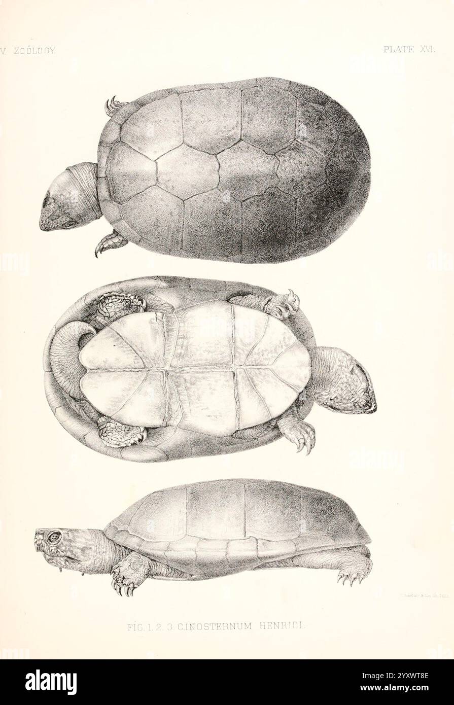 Illustration showcases three detailed views hi-res stock photography ...