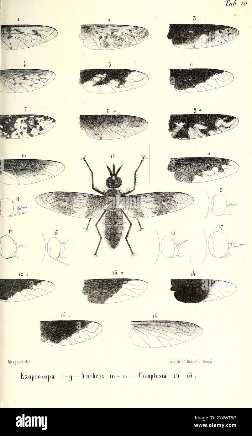 Within insect anatomy hi-res stock photography and images - Alamy