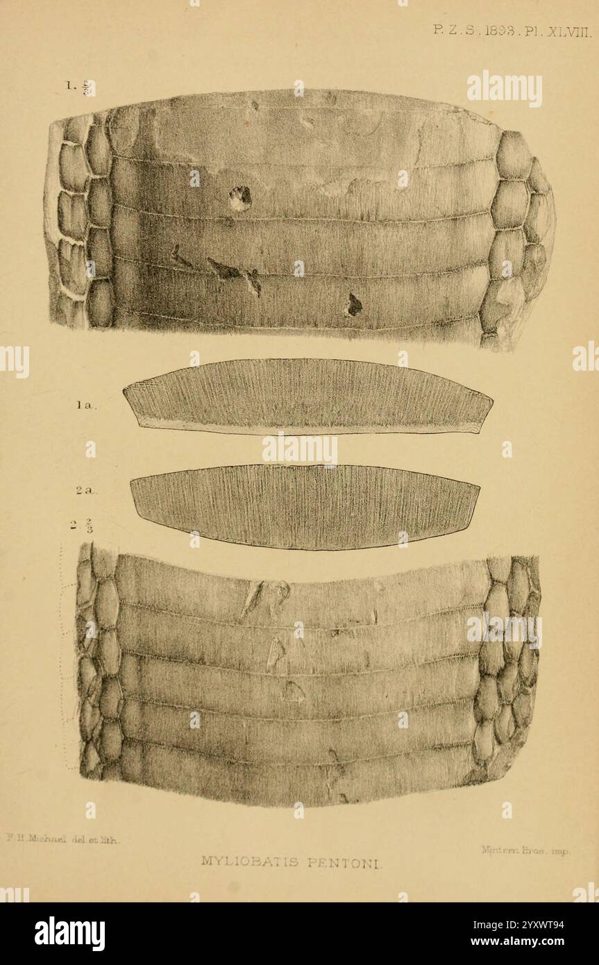 Proceedings of the Zoological Society of London, London, Academic Press ...