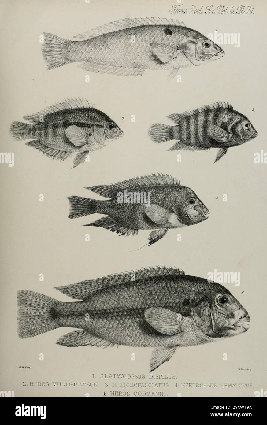 Series of detailed depictions of various fish species hi-res stock ...