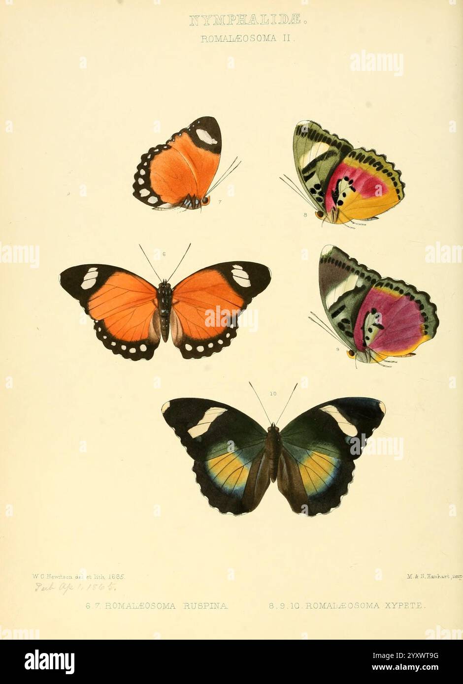 Two prominent butterfly species hi-res stock photography and images - Alamy