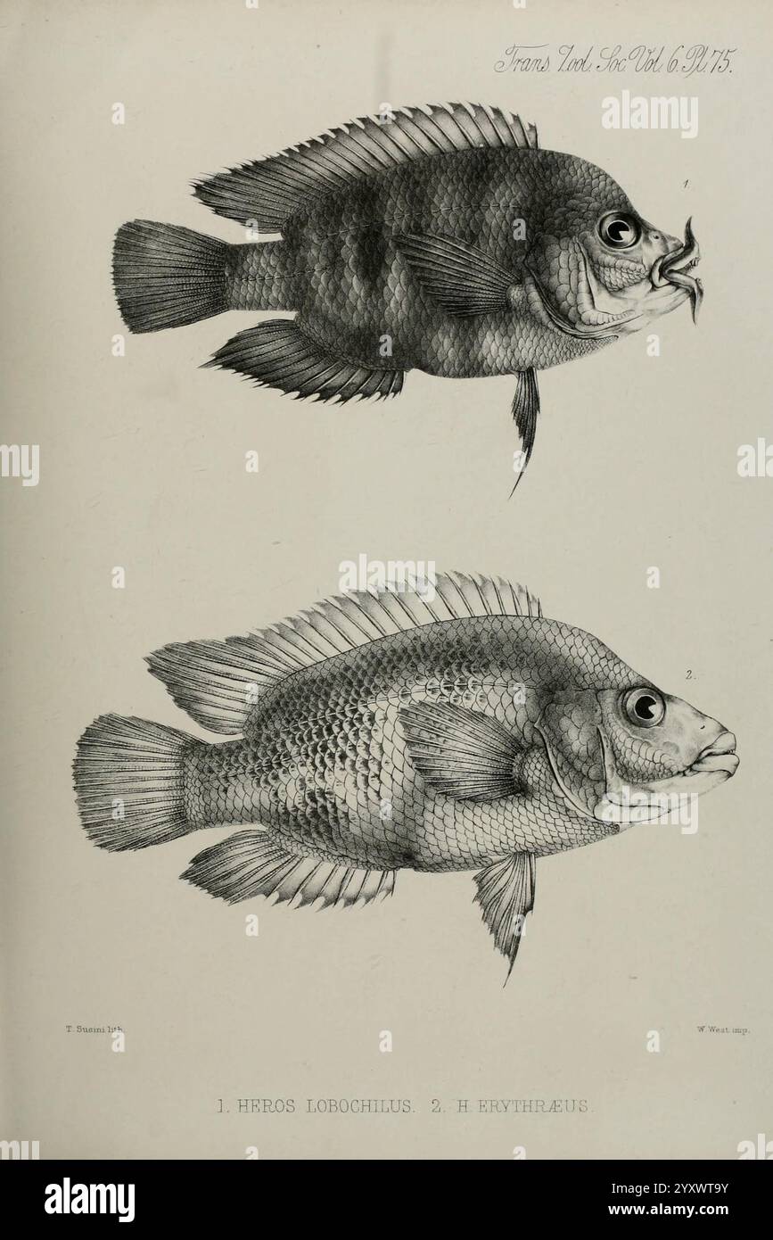 Transactions of the Zoological Society of London London Published for ...