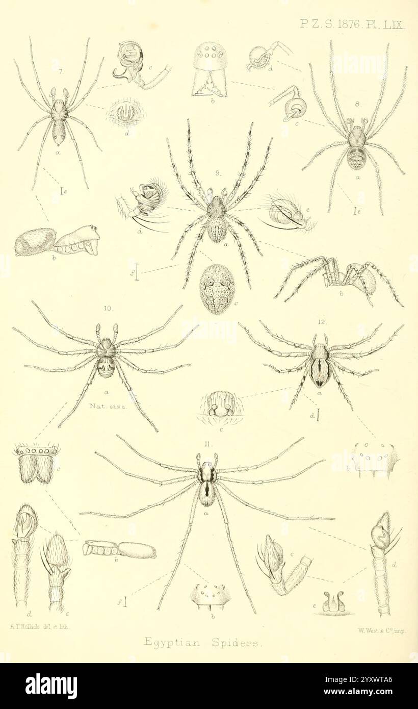 Various egyptian spiders hi-res stock photography and images - Alamy