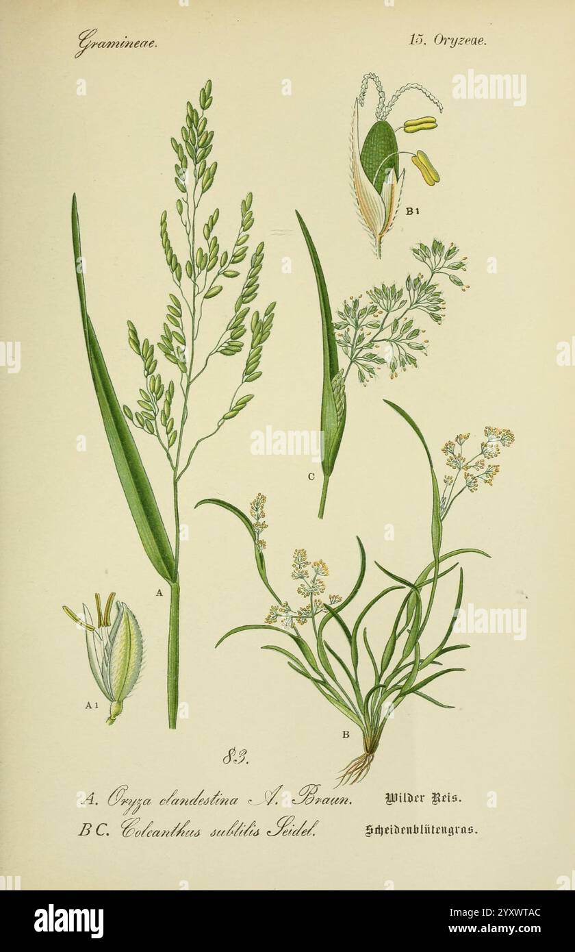 Leersia oryzoides coleanthus subtilis hi-res stock photography and ...